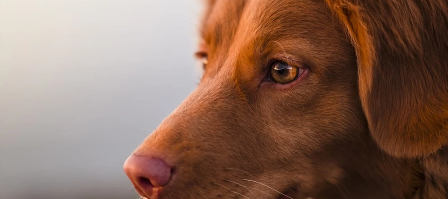 Eye Contact with a Dog – Petcarers